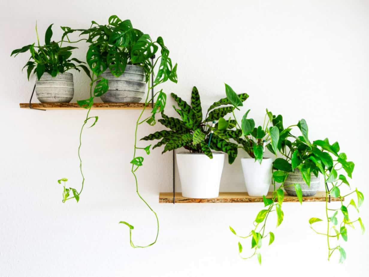 Best 10 Slow Growing Indoor Plants for No Fuss Gardening at Home!