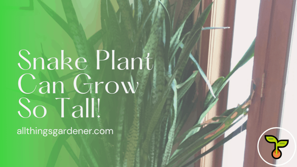Superb Fact About How Tall That Snake Plant Can Grow (2021)