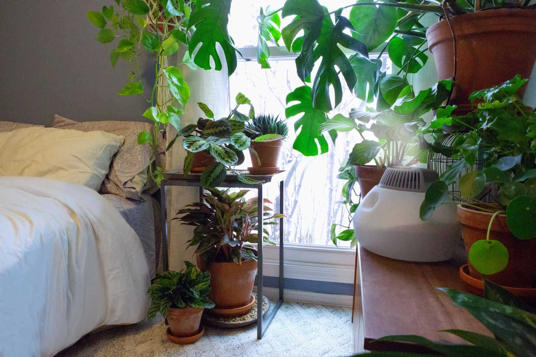 Plant HUMIDITY: How do I increase the humidity of house plants 2021