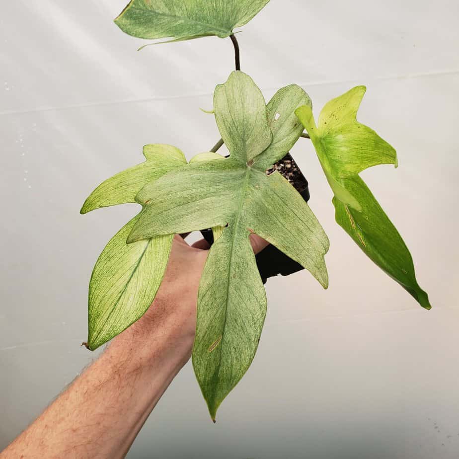 Rarest Philodendrons in the World: A Guide to the Most Coveted Plants