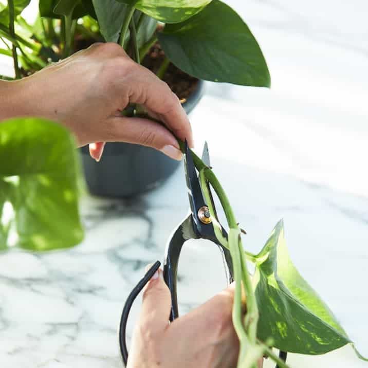 Philodendron White Wizard Care: How to Grow This Magical Plant